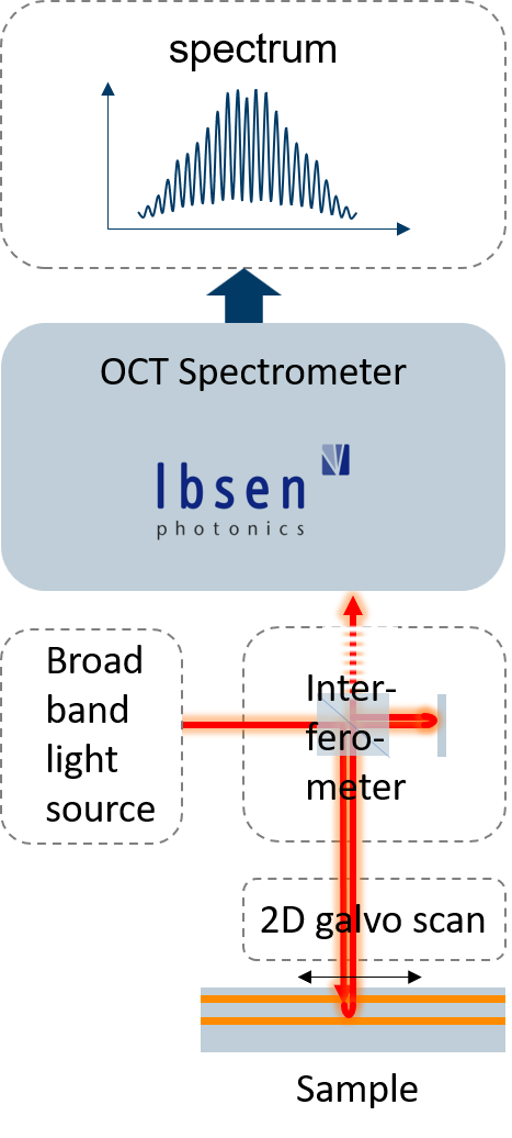 What Is Spectral Domain OCT? Uses and applications - Ibsen Photonics